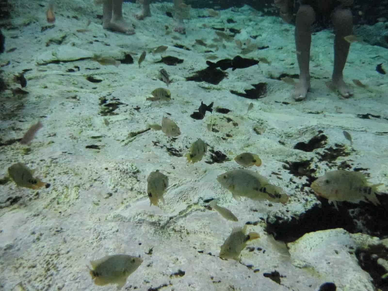 Cenote Azul Tulum - 2023 Guide- Blue Cenote Playa del Carmen